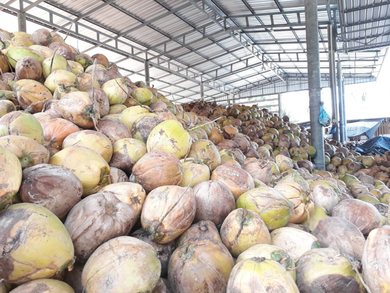 มะพร้าวไทยผลไม้ฤดูร้อนฮิต ใช้สิทธิฯ FTA ส่งออกจีนพุ่ง27%