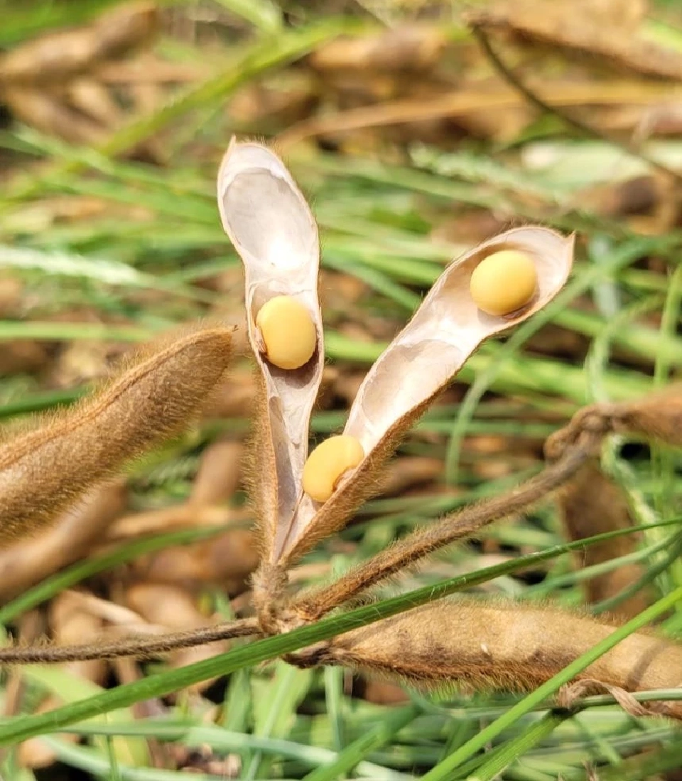 กองทุน FTA ทุ่ม 24.98 ล้าน ปั้น 'ถั่วเหลืองอินทรีย์' ยกระดับเกษตรไทย